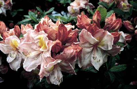 Färgstarka azaleor för trädgården – tips & bilder | Odla.nu