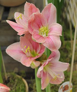 Amaryllis – tips och sorter för jul | Läs mer här! | Odla.nu