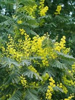 akacia – upptäck doft och fakta om söderns blomträd! | Odla.nu