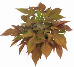 batat med färgstarka blad – tips för läckra krukor! | Odla.nu