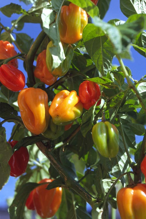 Odla egen chili – enkla tips för stor skörd! 🌶️ | Odla.nu