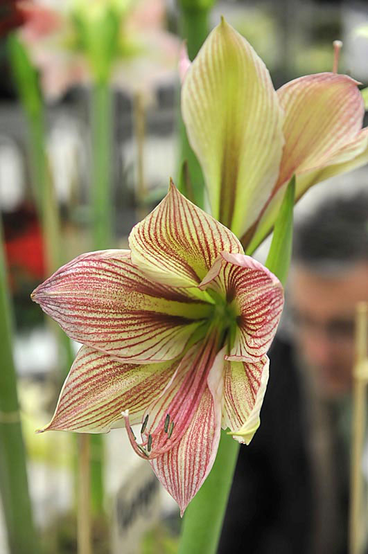 Amaryllis – tips och sorter för jul | Läs mer här! | Odla.nu