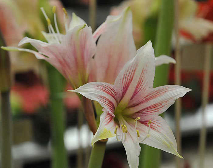 Amaryllis – tips och sorter för jul | Läs mer här! | Odla.nu