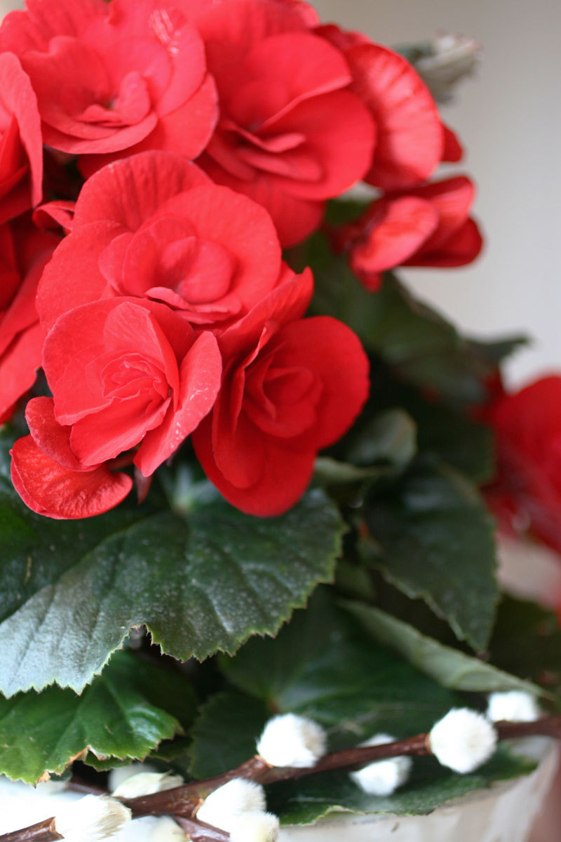 decemberblommor som lyser upp – tips & inspiration! – Odla Shop