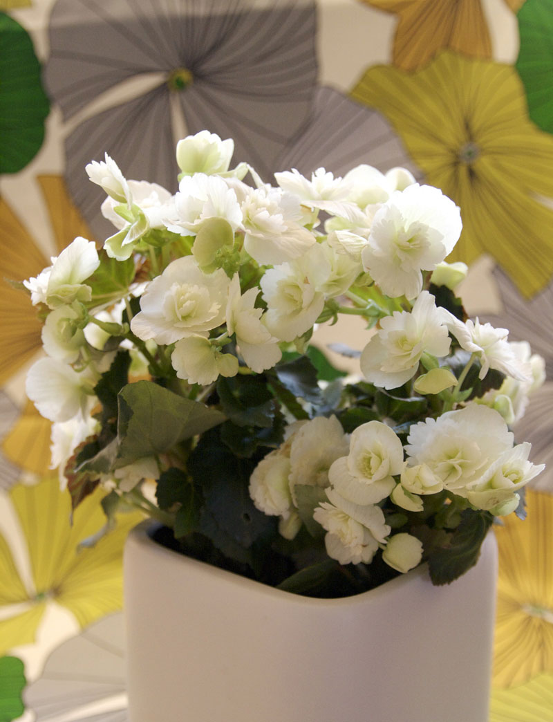 jordviva & begonia i januari – färg till ditt hem! – Odla Shop