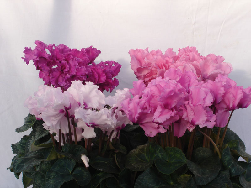 cyklamen 'twinkle' – färgsprakande höstblomma! | Odla.nu