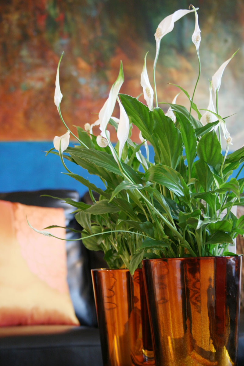 skötselråd hornviol & fredskalla – tips för fina blommor | Odla.nu