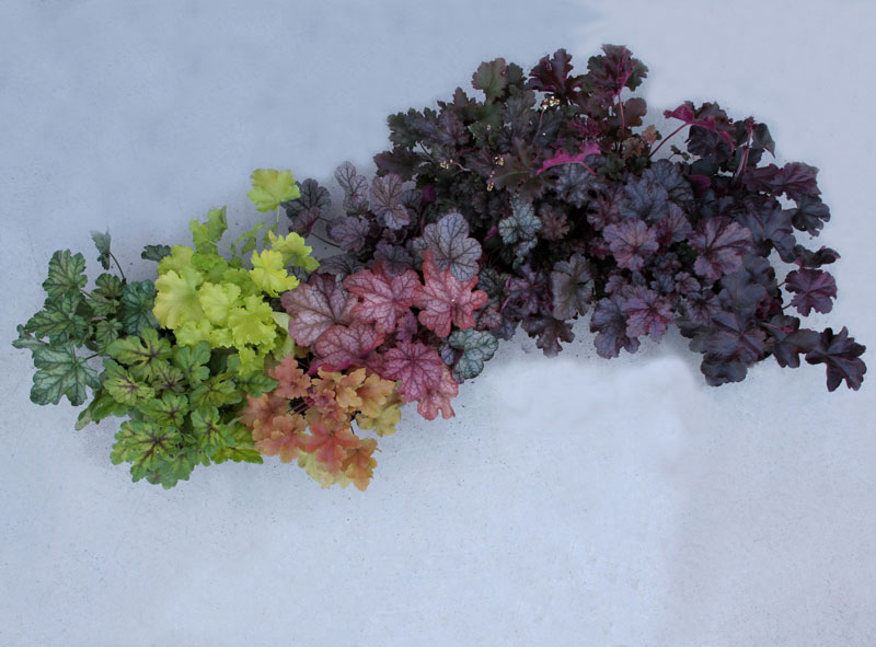 upptäck alunrot – färgglada sorter & inspirerande tips! | Odla.nu