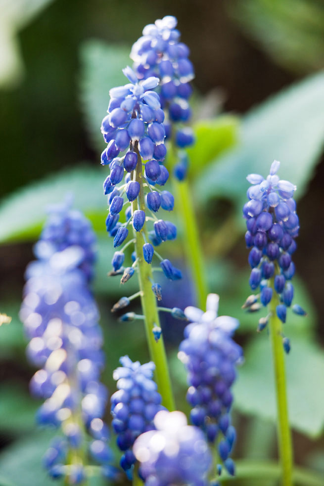 plantera solbacken – årets vackraste vårblomning! – Odla Shop