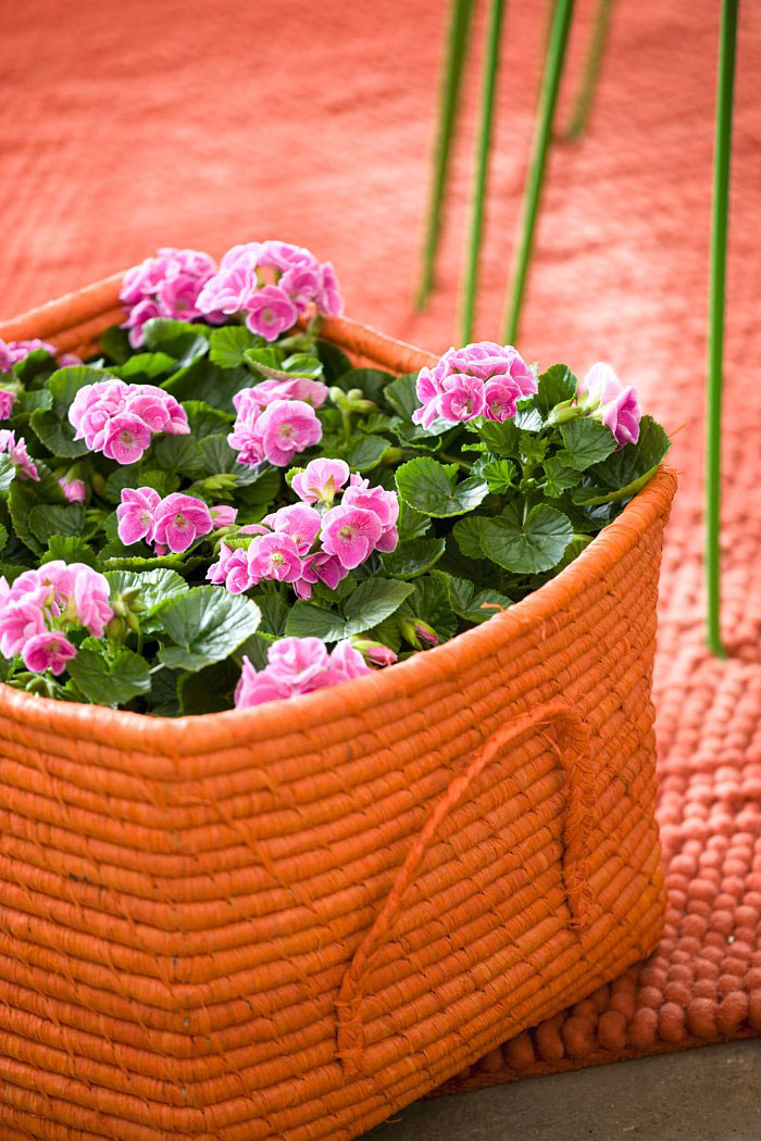 Pelargoner – tips & inspiration för hem och trädgård | Odla.nu