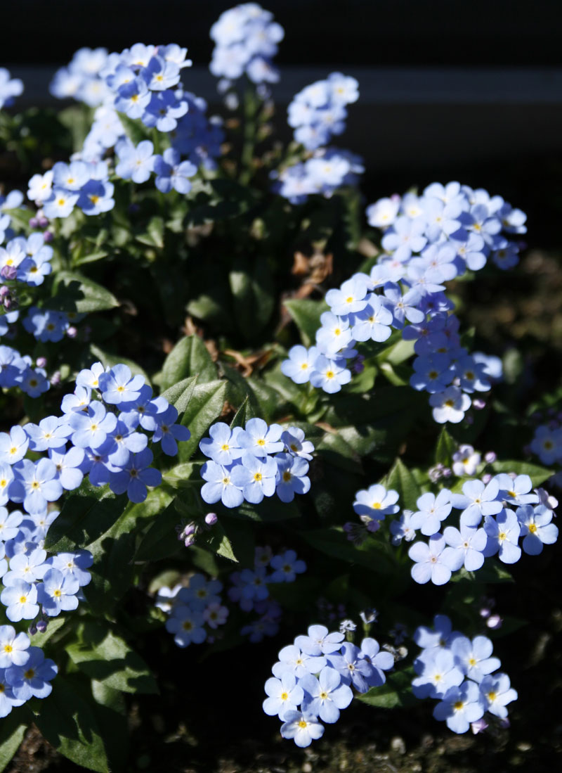 Tusensköna & förgätmigej – tips för vacker vårblomning | Odla.nu