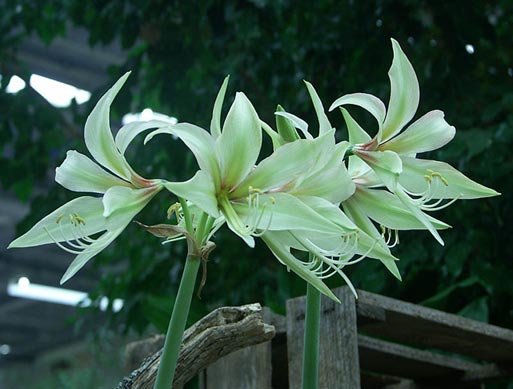 Amaryllis - Tips & sorter för julen | Se bilder! | Odla.nu