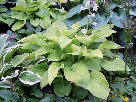 Hosta | Odla.nu