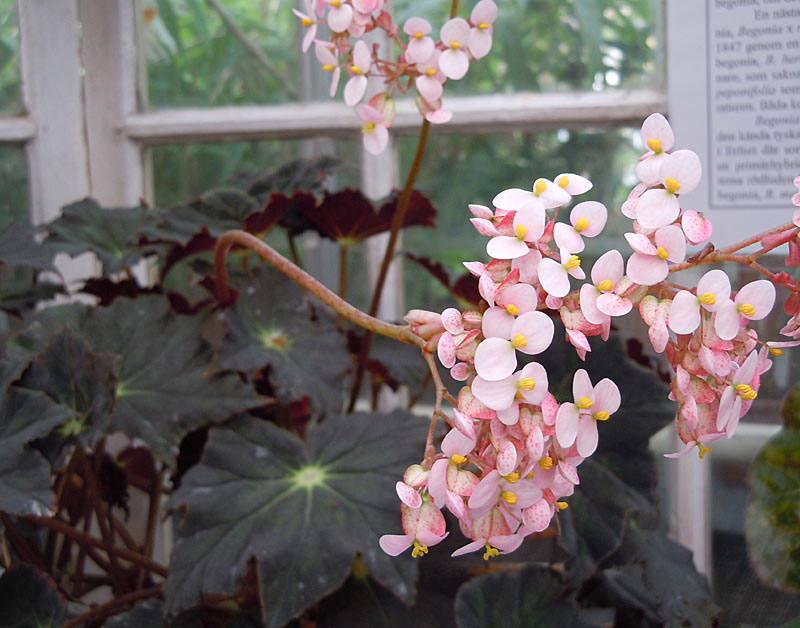 Odla begonior – Tips & råd för vackra plantor! | Odla.nu