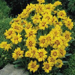 coreopsis ’rising sun’ – blomma första året! tips & fakta | Odla.nu