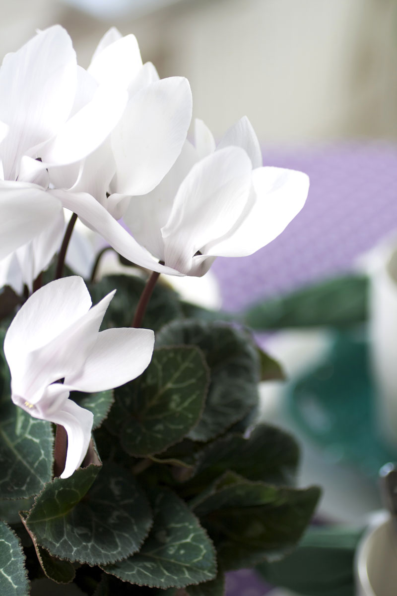 Mini Allergiväxter | Odla.nu