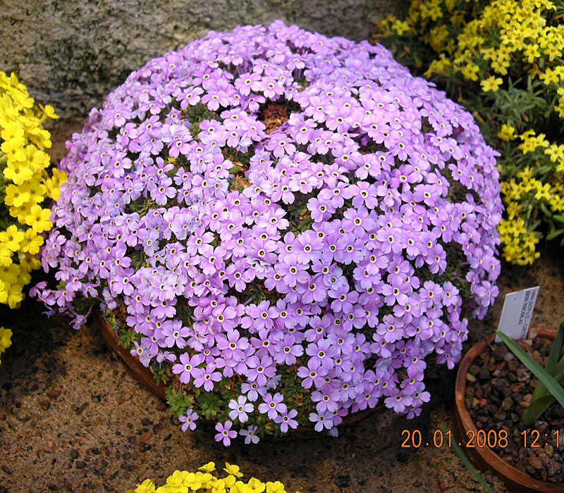 upptäck dionysia & vårens blommor i göteborg – missa inte! | Odla.nu