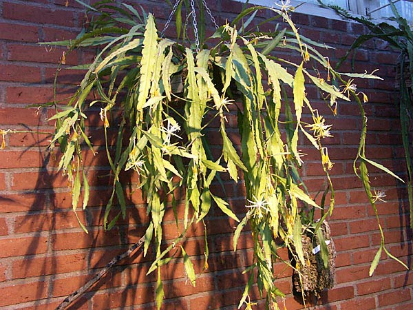 Bladkaktusar | Odla.nu