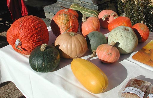 Pumpor och squash | Odla.nu