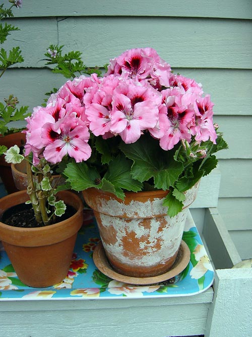 engelsk pelargon – skötsel & tips för vacker blomning | Odla.nu