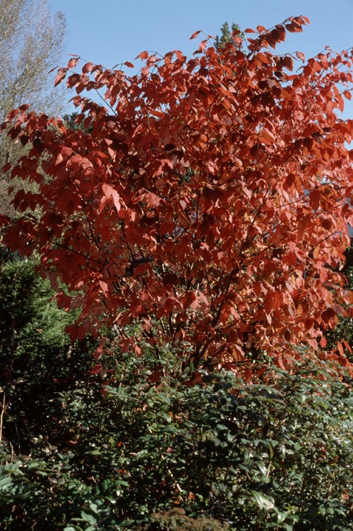 Odlingsråd för benved | Odla.nu