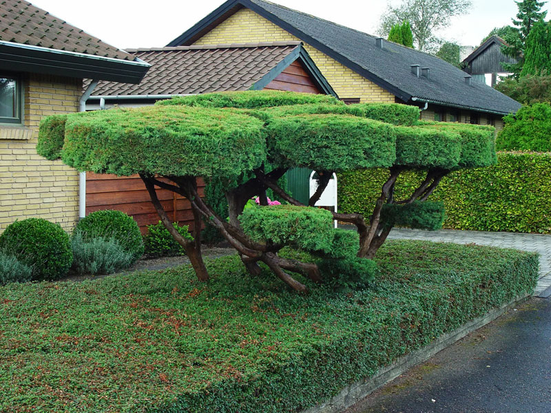 Formklippta växter i trädgården | Odla.nu