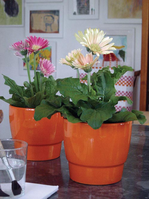 gerbera – skötselråd och fakta, lär dig mer här! – Odla Shop