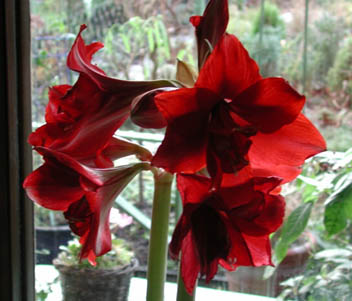 opp amaryllis! tips & inspiration för vacker vinterblomma | Odla.nu