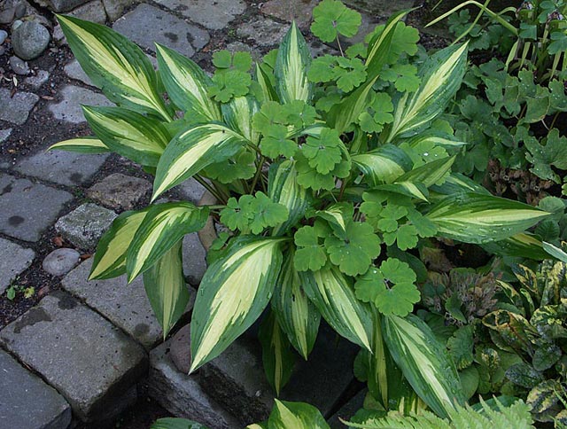 Odla hosta i kruka – enkla tips & råd | Klicka här! | Odla.nu