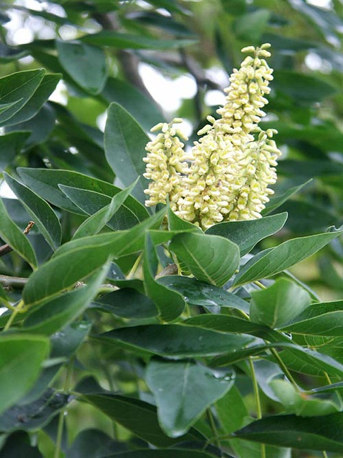 Upptäck kinesisk maackia – unikt blommande träd! – Odla Shop