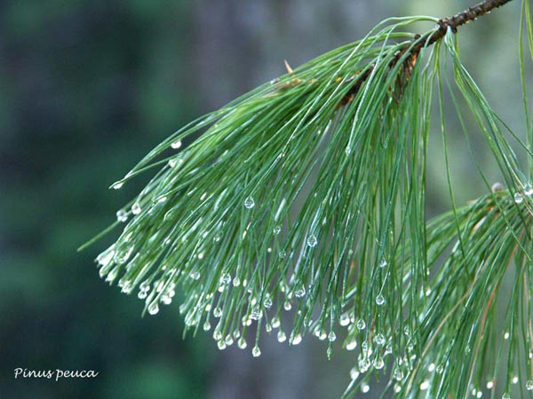 Aktuellt i december – få bästa odlingstipsen! | Odla.nu