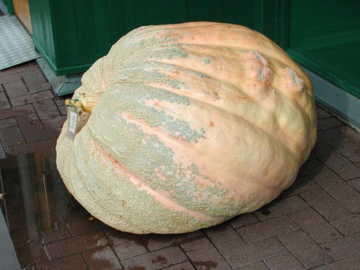 Pumpor och squash | Odla.nu