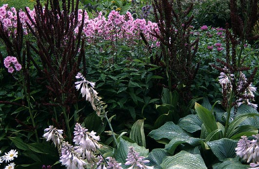 blå, lila och purpur i rabatt – tips & inspiration | Odla.nu