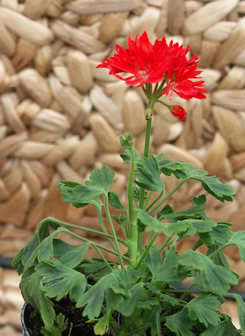 Pelargoner – skötselråd och odlingstips | Läs mer! | Odla.nu