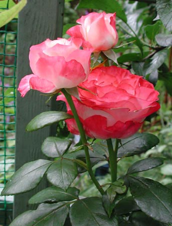 upplev rosenfesten i göteborg – magisk blomsterfest! | Odla.nu