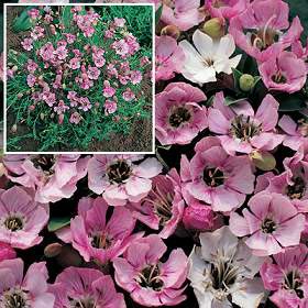 Frönyheter på blomsidan | Odla.nu