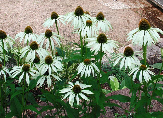 röd solhatt – guide till sorter & odlingstips! | Odla.nu