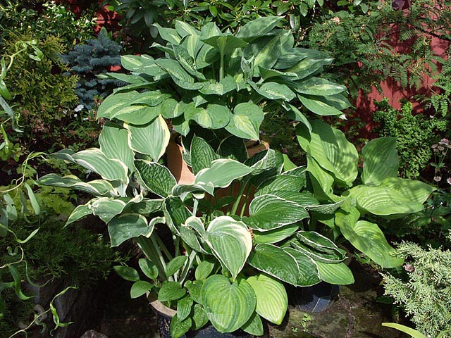 Odla hosta i kruka – enkla tips & råd | Klicka här! | Odla.nu