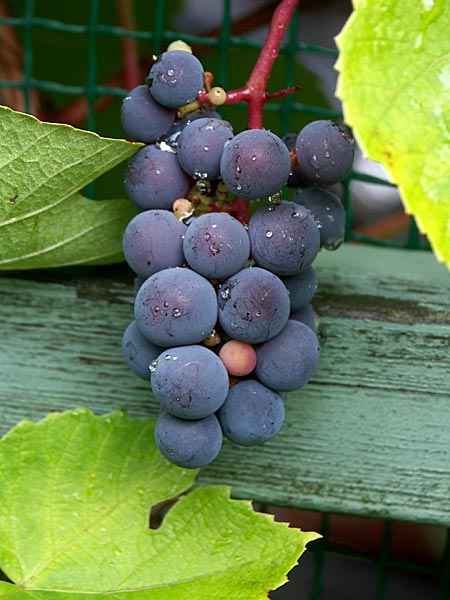 Aktuellt i september | Odla.nu