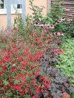 bo i göteborg 2005 – upptäck inspirerande trädgårdar! | Odla.nu