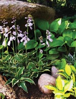 Hosta fortunei | Odla.nu