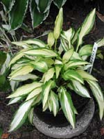 upptäck hosta – bästa tipsen för skuggrabatten! | Odla.nu