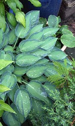 Hosta i kruka | Odla.nu