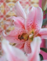 Upptäck blommors språk & betydelse – läs mer här! | Odla.nu