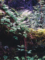 Hemträdgården 2 | Odla.nu