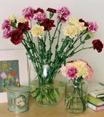 nejlikor – fakta, skötsel & tips för vackra blommor | Odla.nu