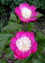 Pioner – tips, sorter & plantering för din trädgård | Odla.nu