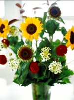 solros – fakta, tips & odling av solrosor hemma! | Odla.nu