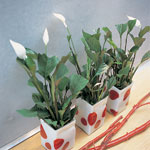 fredskalla – guide & skötselråd för grönare hem, läs mer! | Odla.nu