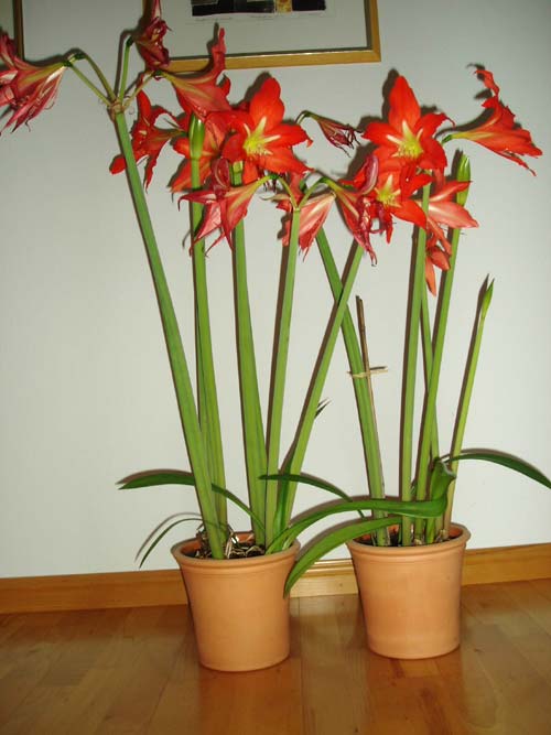 Bondlilja, Hippeastrum rutilum | Odla.nu